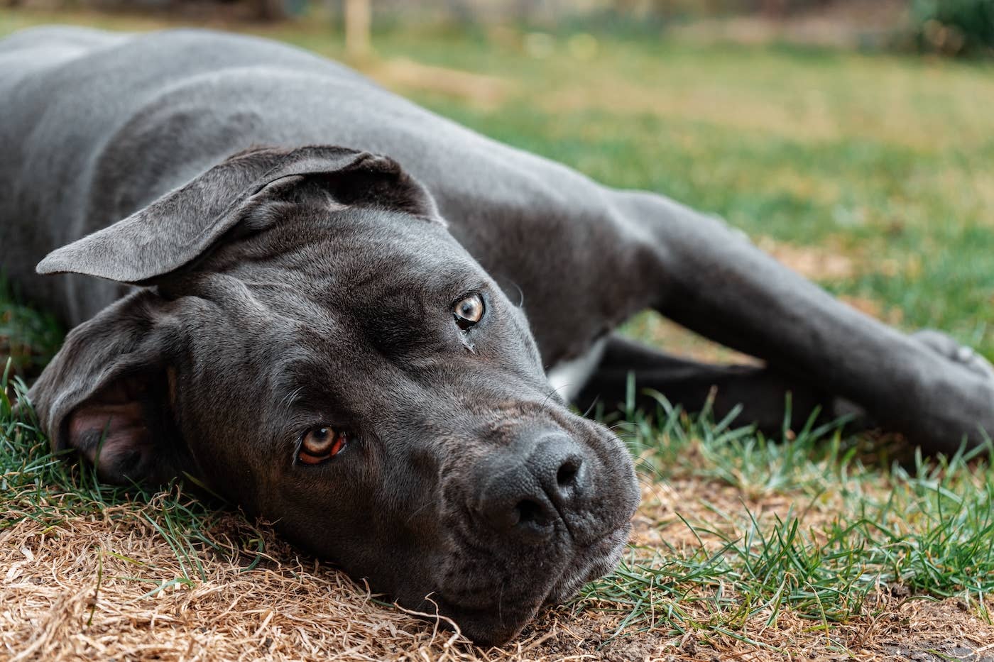 Cane Corso Puppy ‘Bows Down’ to Huge Golden Retriever - Parade Pets