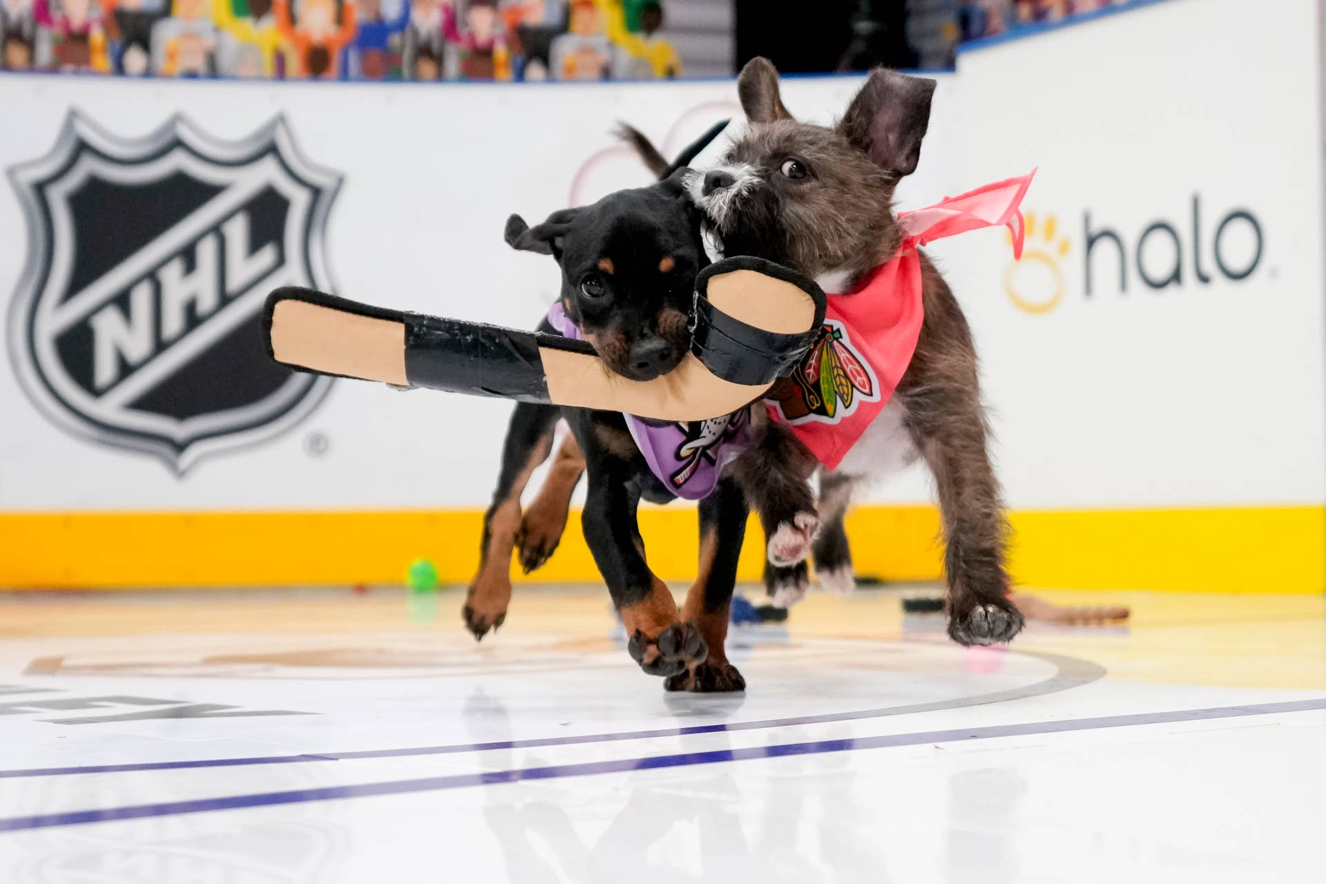 NHL Stanley Pup 2026: How to Watch the Rescue Dog Hockey Special ...
