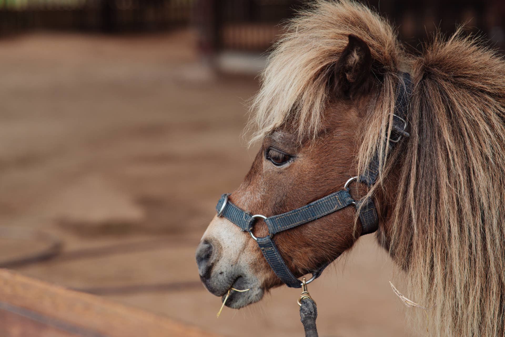 Mini Horse Joins Mom's Dance Break and Completely Steals the Show ...