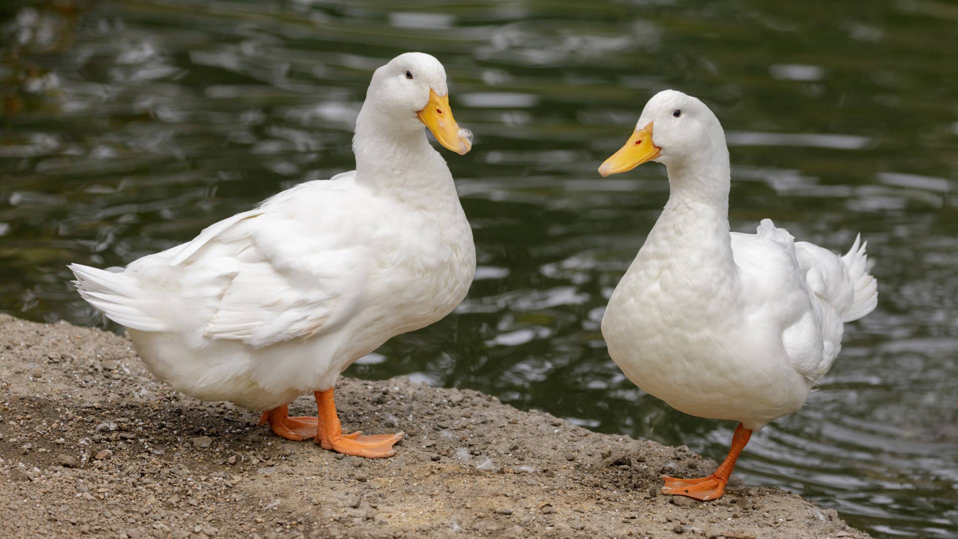 A Tiny Bunny Was All Alone Until a Mama and Daddy Duck Decided He Was ...