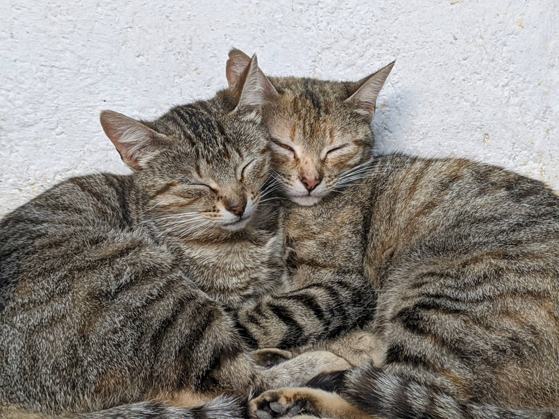 Foster Cat Who 'Helped Heal' Disabled Kitten Sibling Says Bittersweet ...