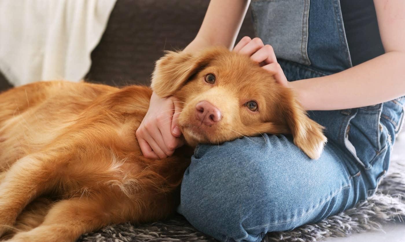 Golden Retriever Mix’s ‘Piggy Nose’ Makes Her Irresistible - Parade Pets