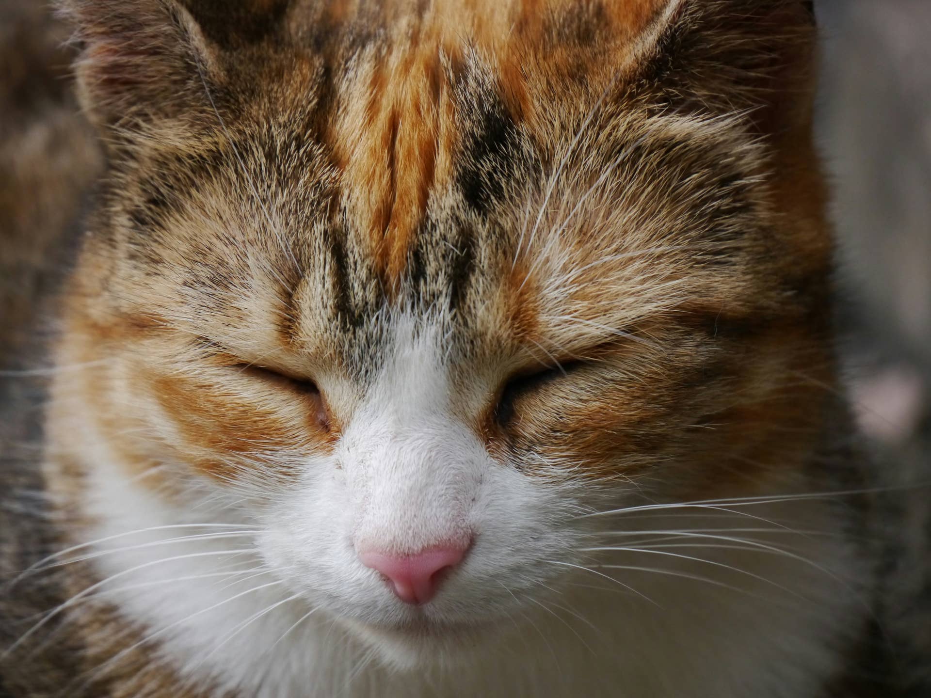 Update On Emotionally Shut Down Cat Returned To Shelter After 6 Years