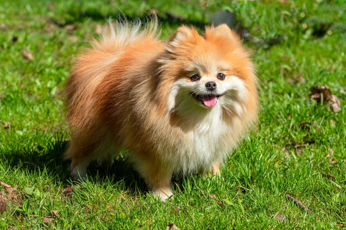 Pomeranian Gets Stuck in Modern Art Display and the Viral Video Is ...