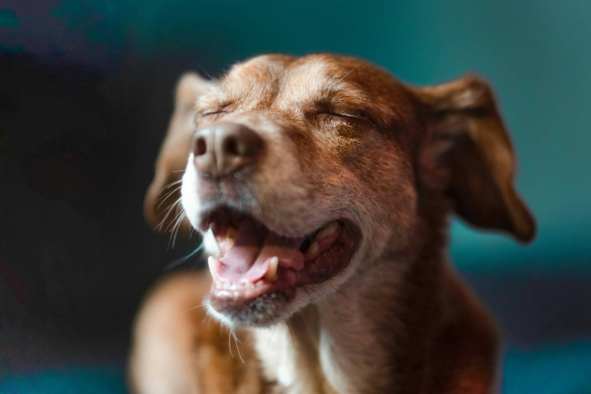 Street Dog Who Couldn’t Stand Up Now Jumps to Hug His Rescuer - Parade Pets