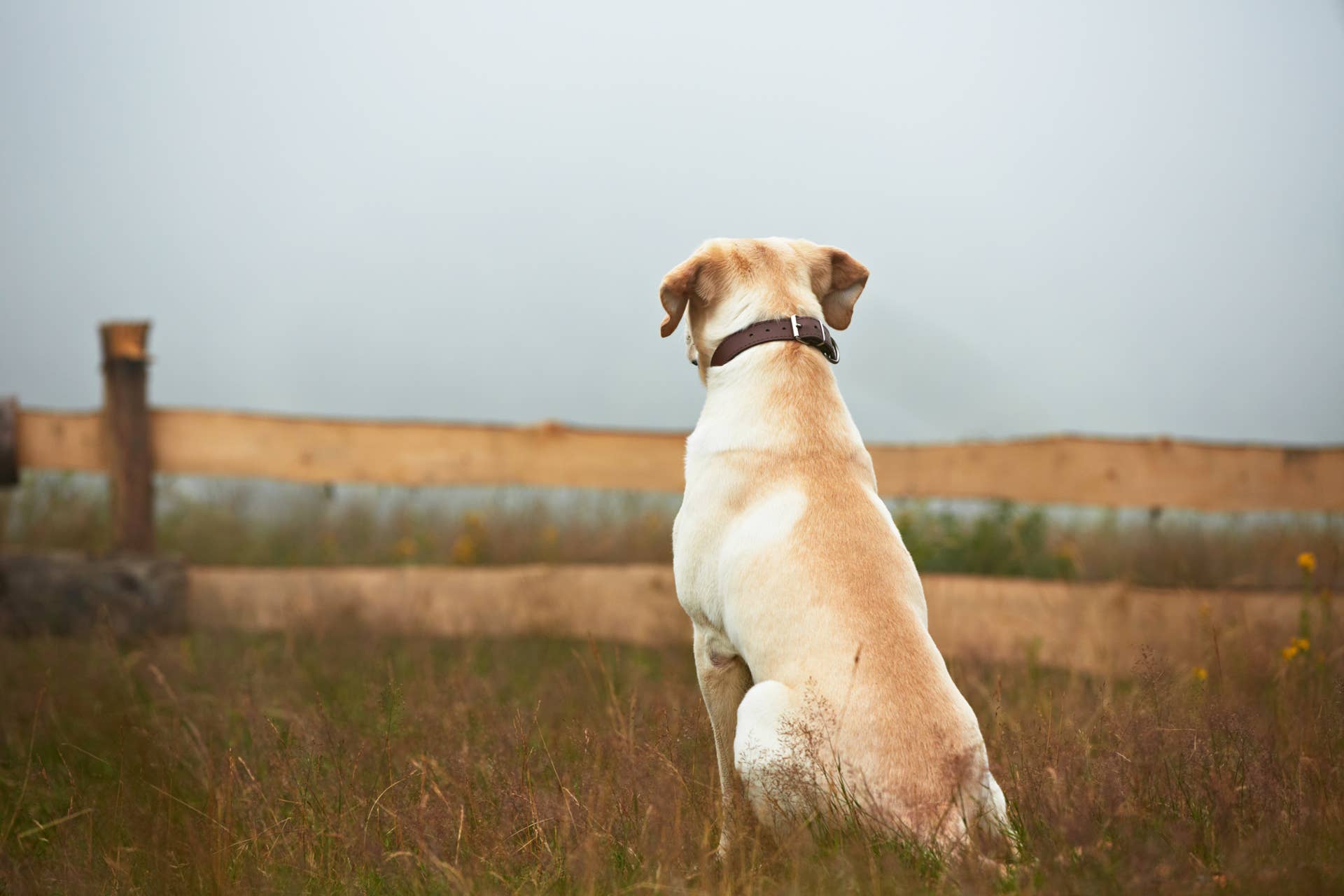Labrador Retrievers: Cute Photos, Personality, and Fun Facts - Parade Pets