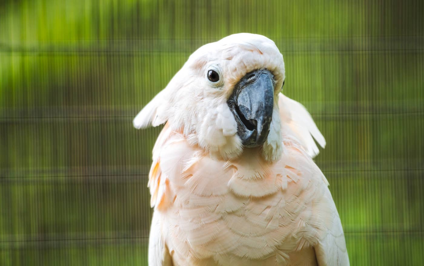 Cockatoos: Funny Moments, Cute Photos, and Big Personalities - Parade Pets