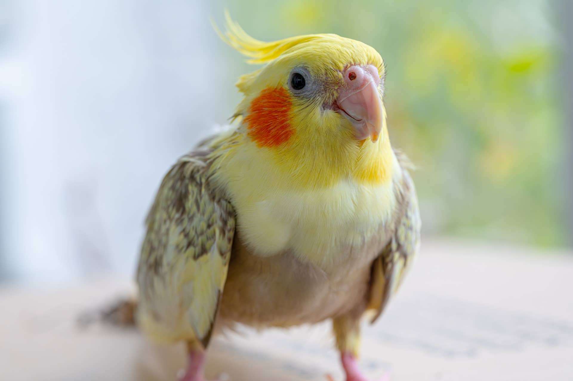 Cockatiel Meets New Baby Sister and Decides She's Her Personal ...