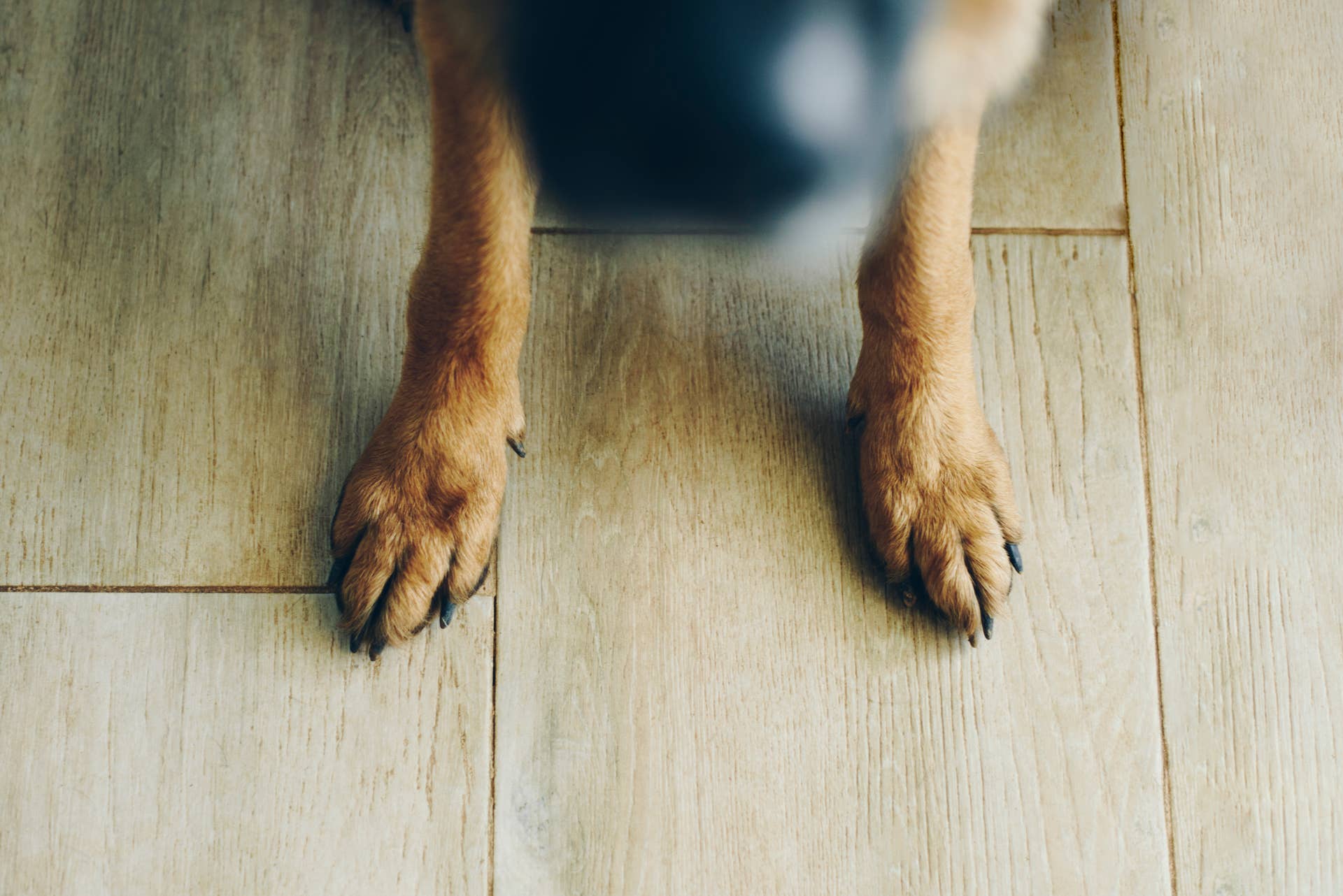 This Shelter Pup’s Tiny Body and Wiggle Tail Have the Internet Guessing ...