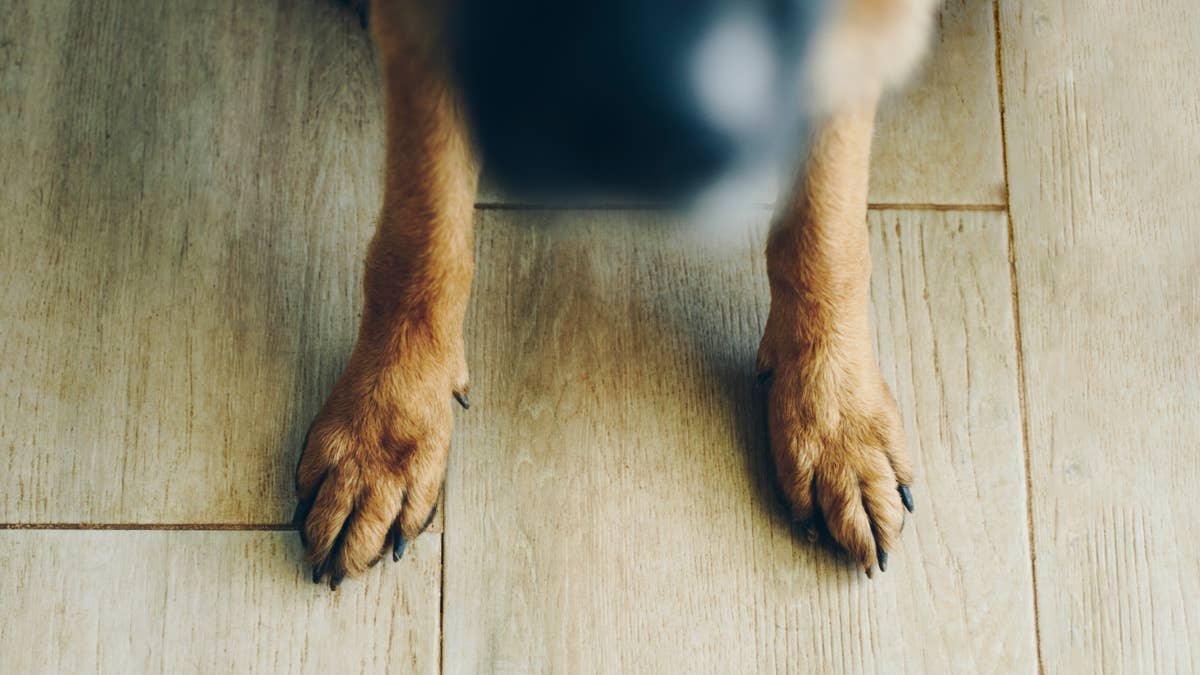 This Shelter Pup’s Tiny Body and Wiggle Tail Have the Internet Guessing ...