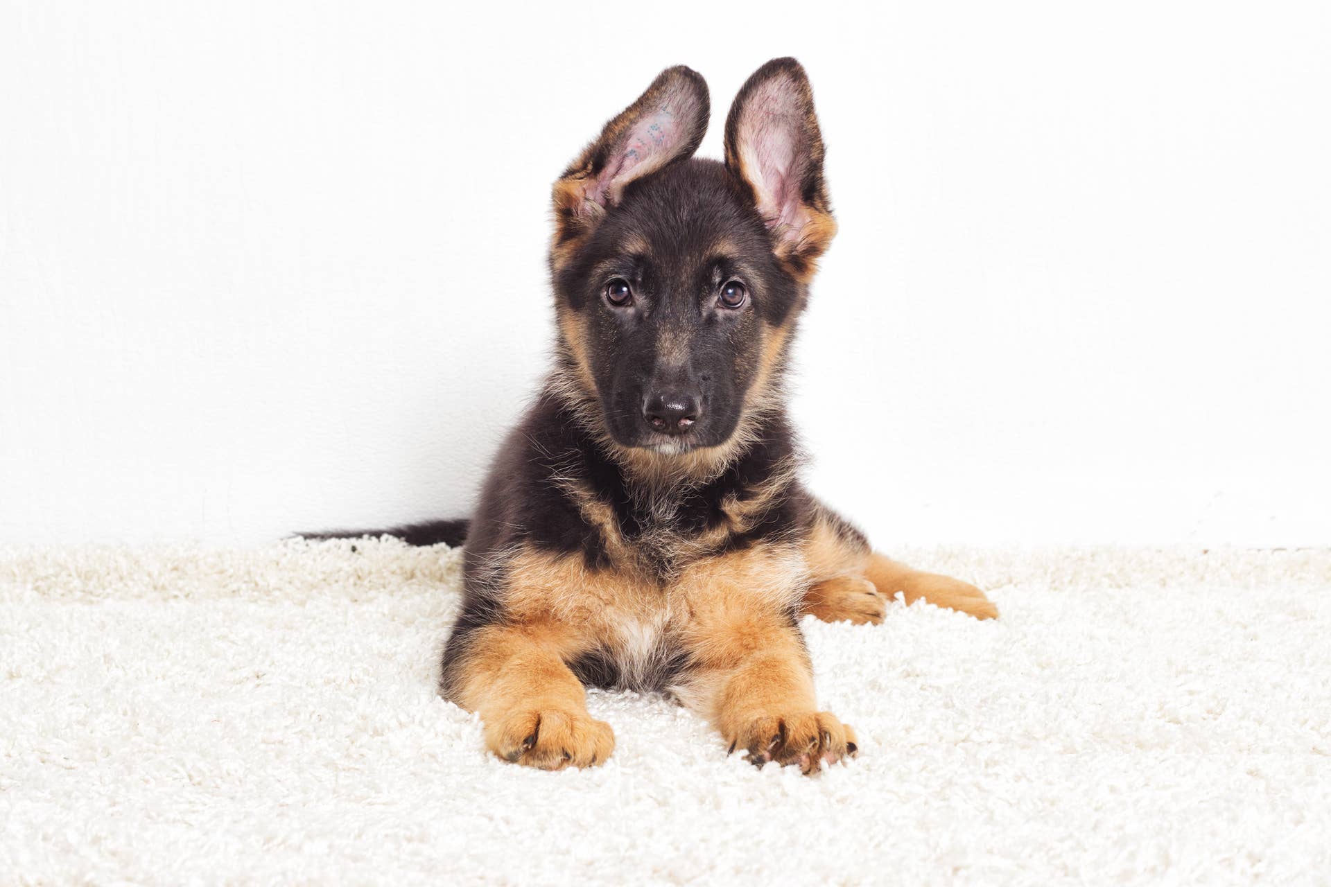 German Shepherd Dad Celebrates Puppy’s Ears Finally Standing Up ...