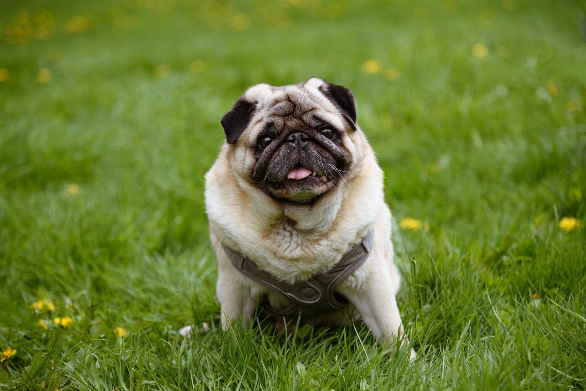 7 Dog Breeds That Are Perfect for Small Yards, According to Pet Experts ...