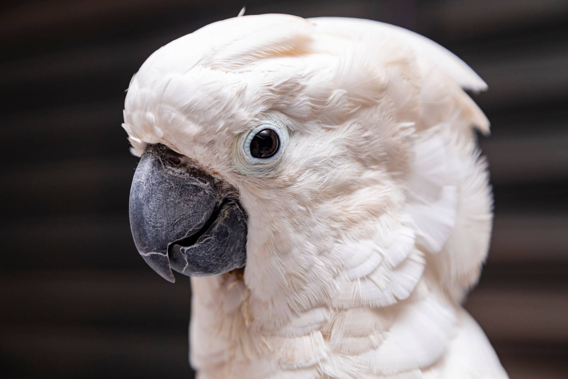 Cockatoo Hangs Upside Down in Shower to Avoid Getting Wet - Parade Pets