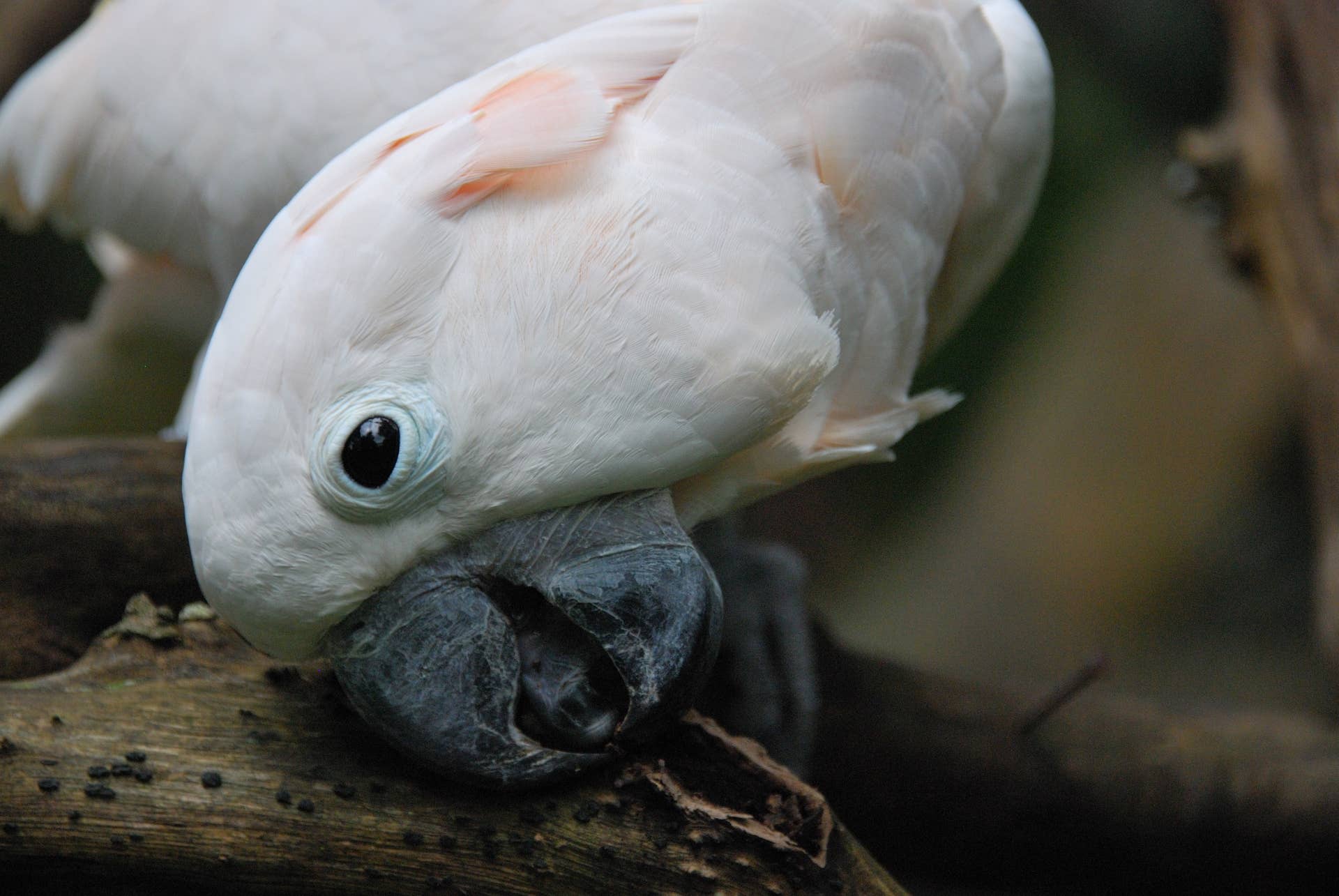 Cockatoo Hangs Upside Down in Shower to Avoid Getting Wet - Parade Pets