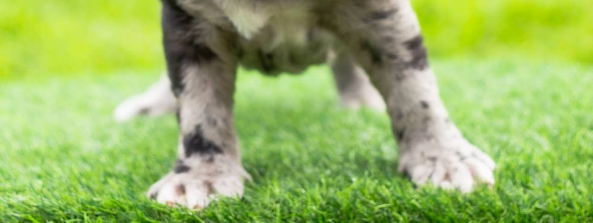 This Black-and-White Mastiff Has Mismatched Eyes and One of the Wildest ...