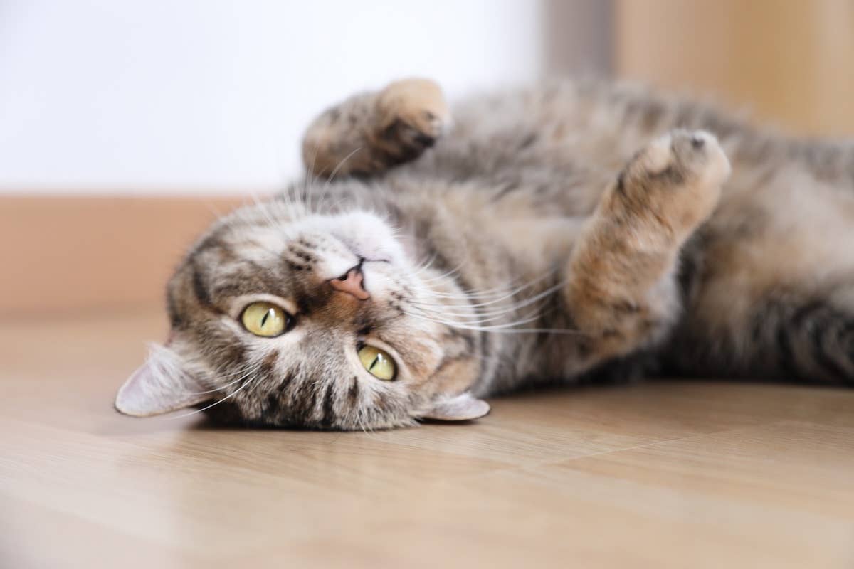 Nobody Expected What This Stray Cat Brought Back 3 Months Later ...
