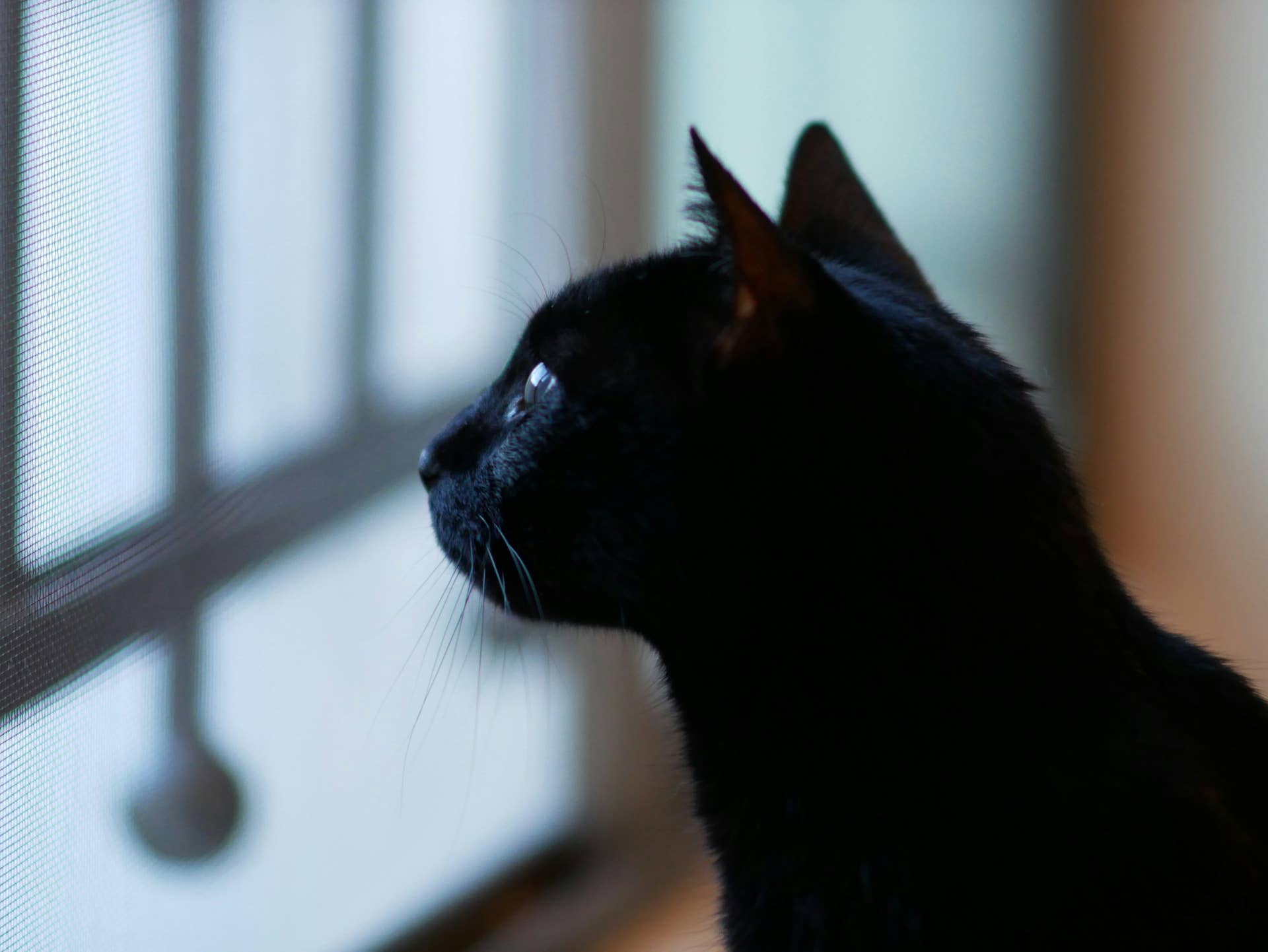 Black Cat - Parade Pets