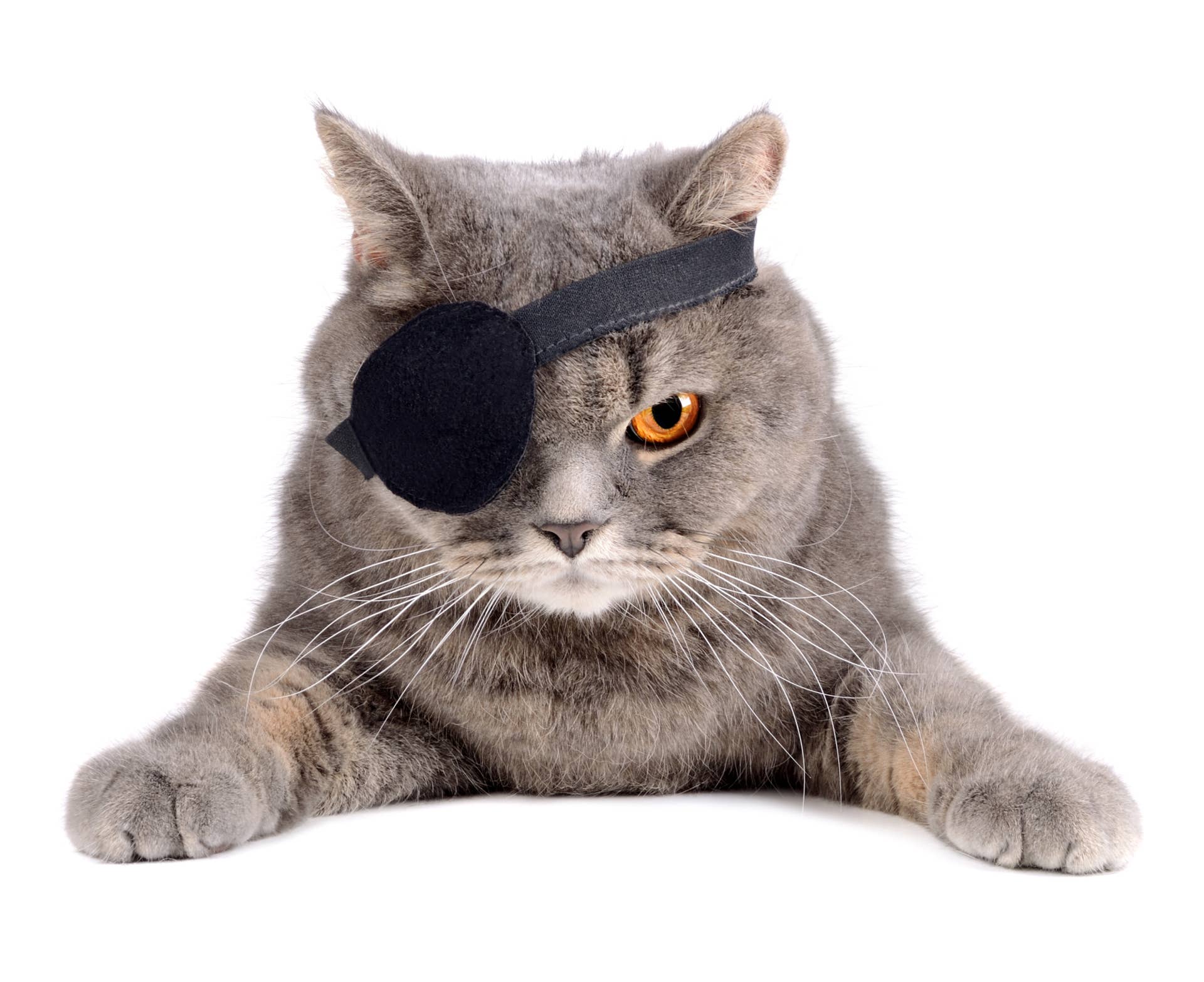 Rescue Cat Who Looks Like a Tiny Pirate Has the Cutest Dinner Yell ...