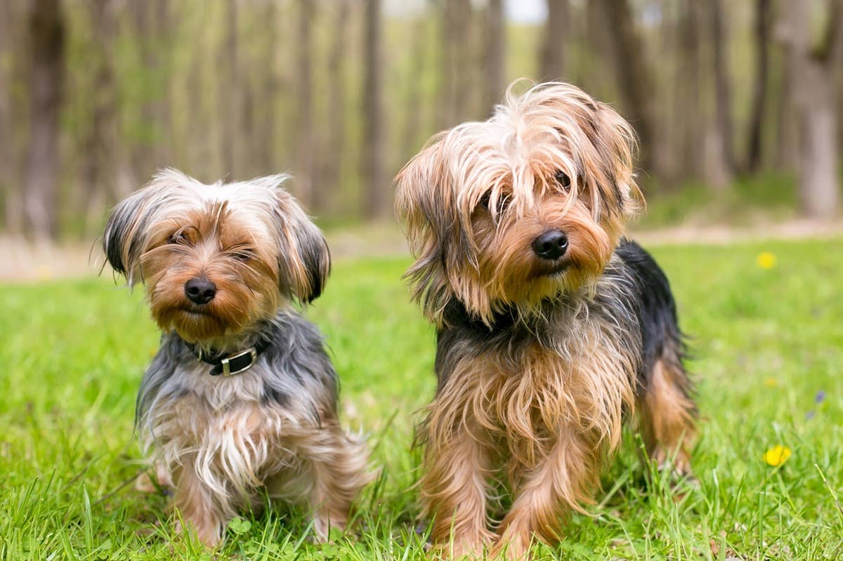 The Surprising Reason Dogs Tilt Their Heads When You Talk - Parade Pets