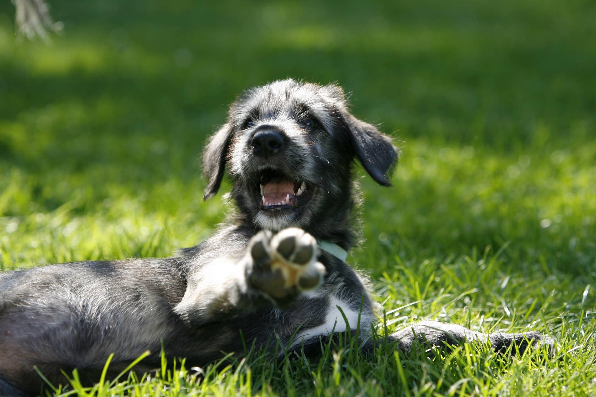 Irish Wolfhound Becomes the Gentle Giant ‘Mom’ to a Group of Baby Goats ...