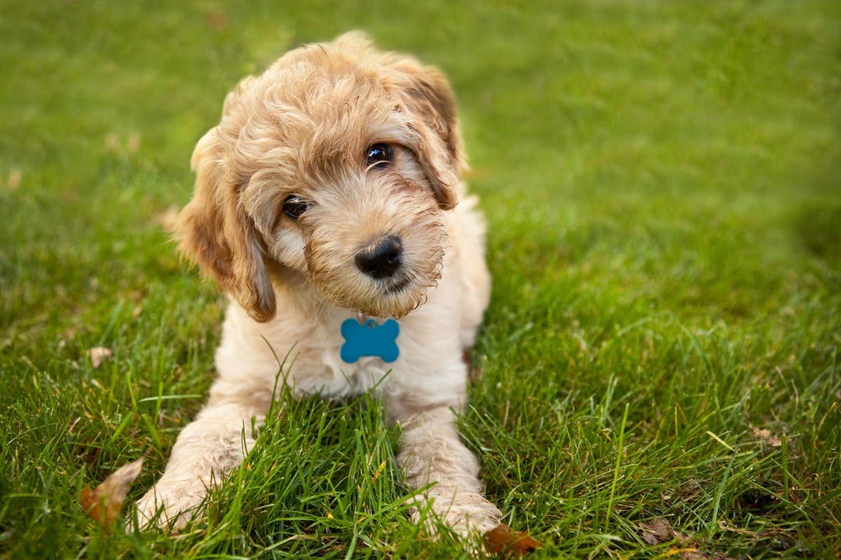 The Surprising Reason Dogs Tilt Their Heads When You Talk - Parade Pets