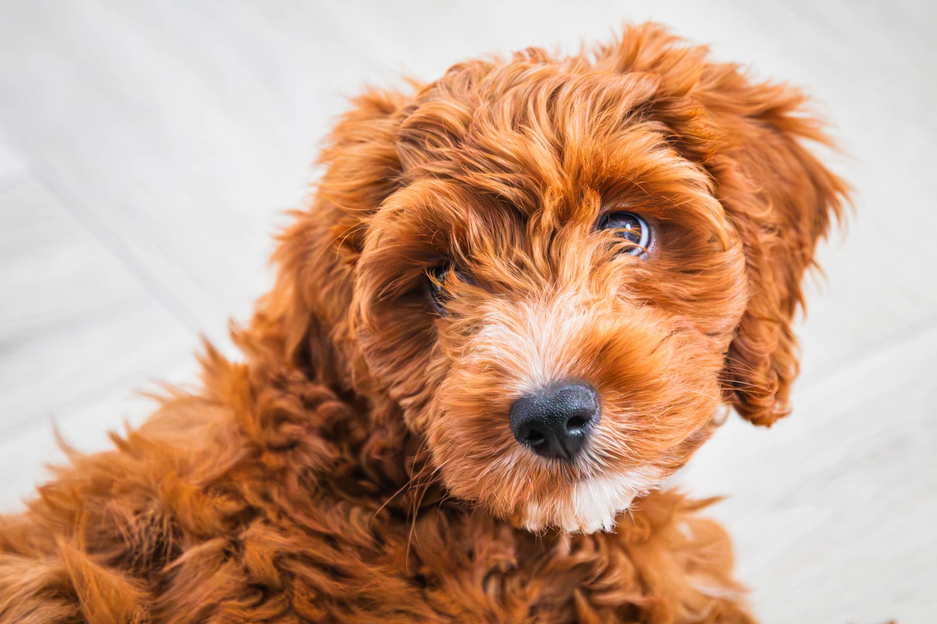This Cockapoo Found an Unlikely Best Friend in a Baby Deer—and Their ...