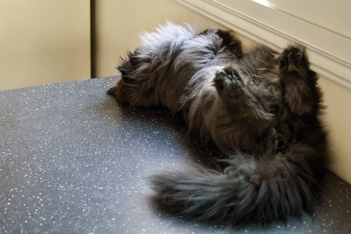Meet Jimmy Dean, the Rare Munchkin Maine Coon Cat Capturing Everyone's ...