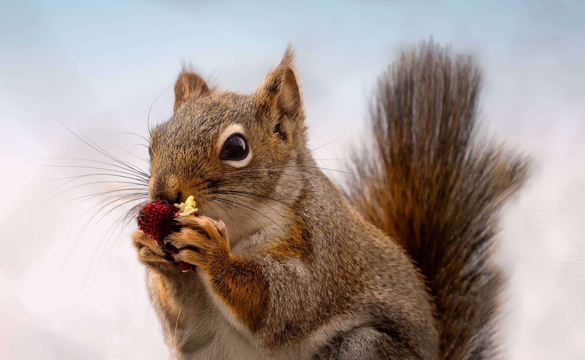 Tiny Squirrel Grabs Her Little Heart After Being Scared by a Clap of ...