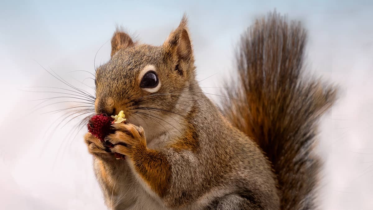 Tiny Squirrel Grabs Her Little Heart After Being Scared by a Clap of ...