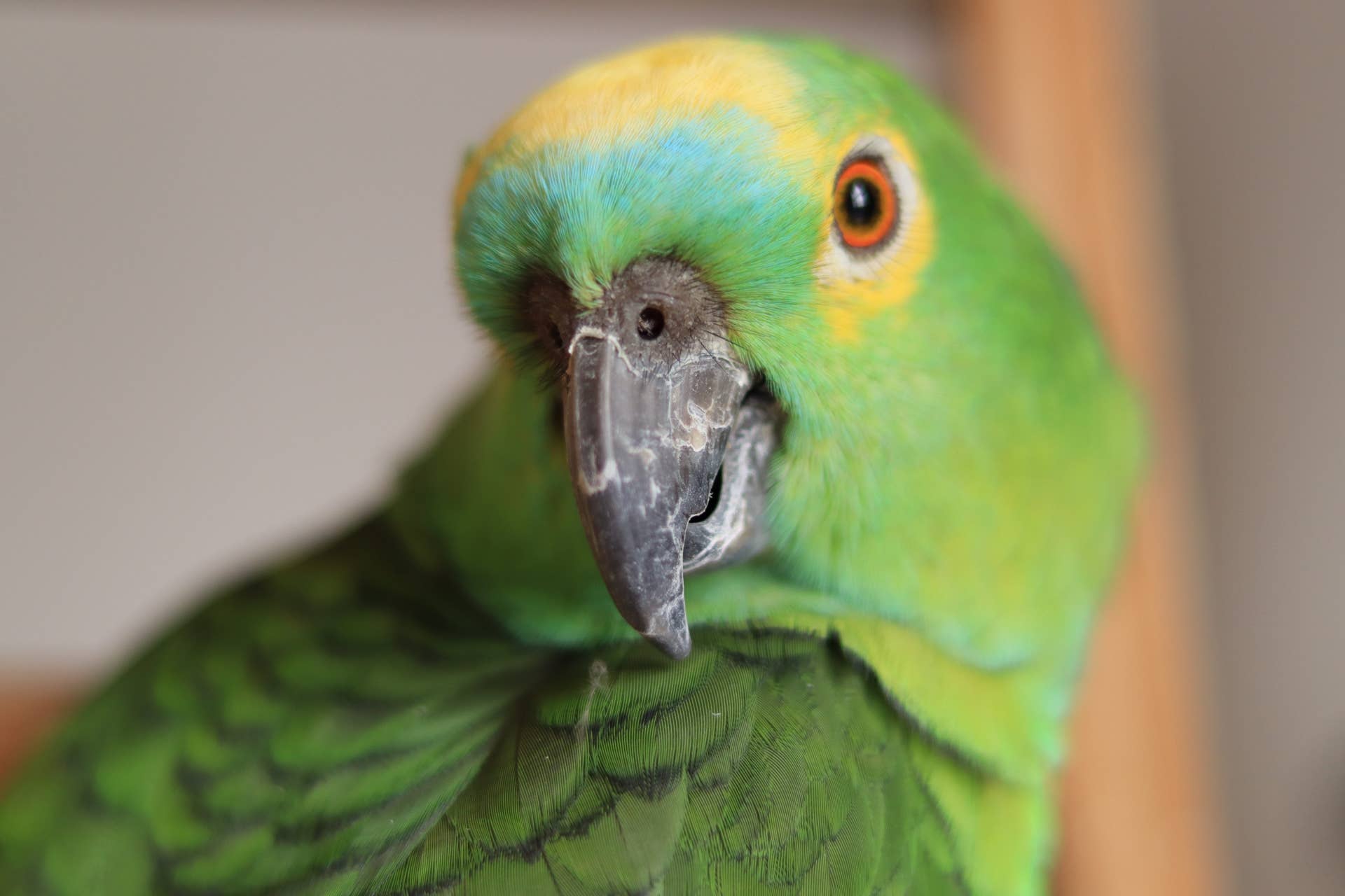 Parrot Dashes Free From Cage To Sing 'Bad Boy' Duet With Dog Bestie ...