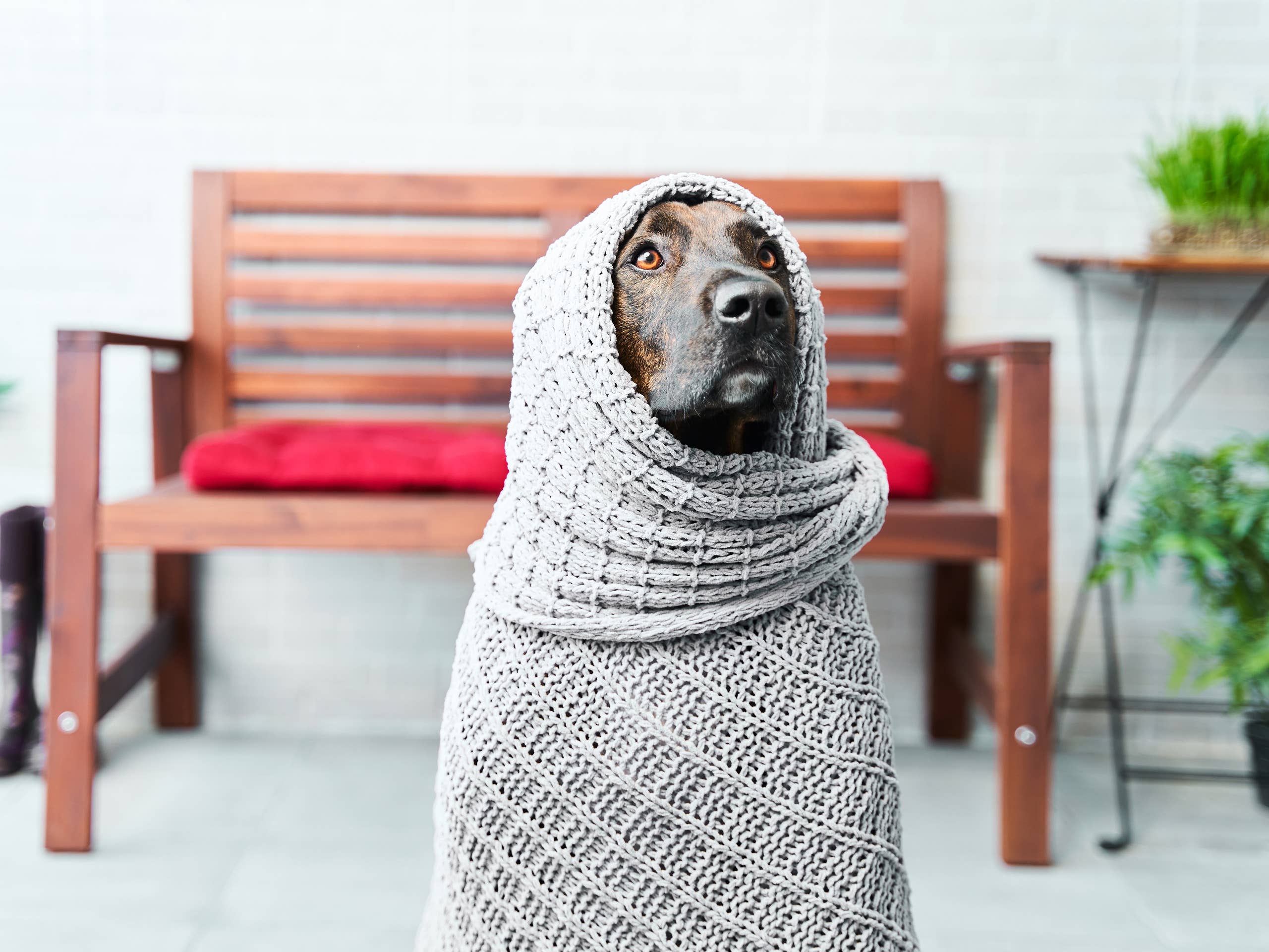 Precious Foster Dogs Takes His Blankie for a Nap, but How He Gets There ...