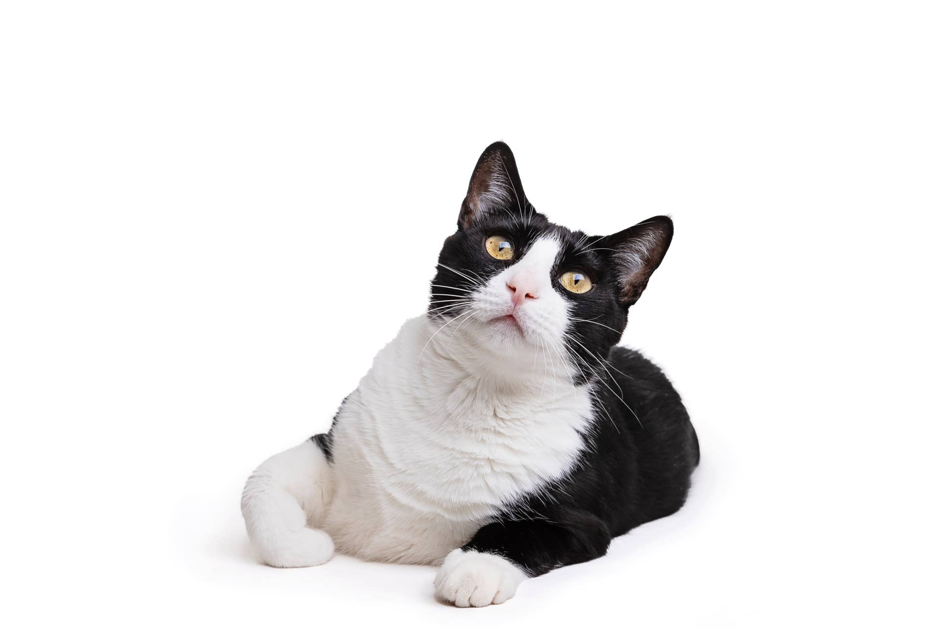 This Tuxedo Cat Folded Himself Into a Plant Holder Like a Furry Little ...
