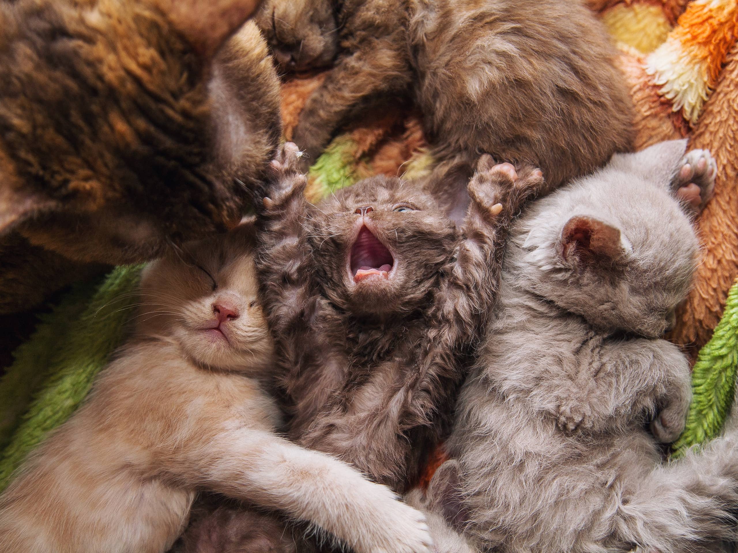 Orange Cat Raises Baby Raccoon With Her Kittens - Parade Pets