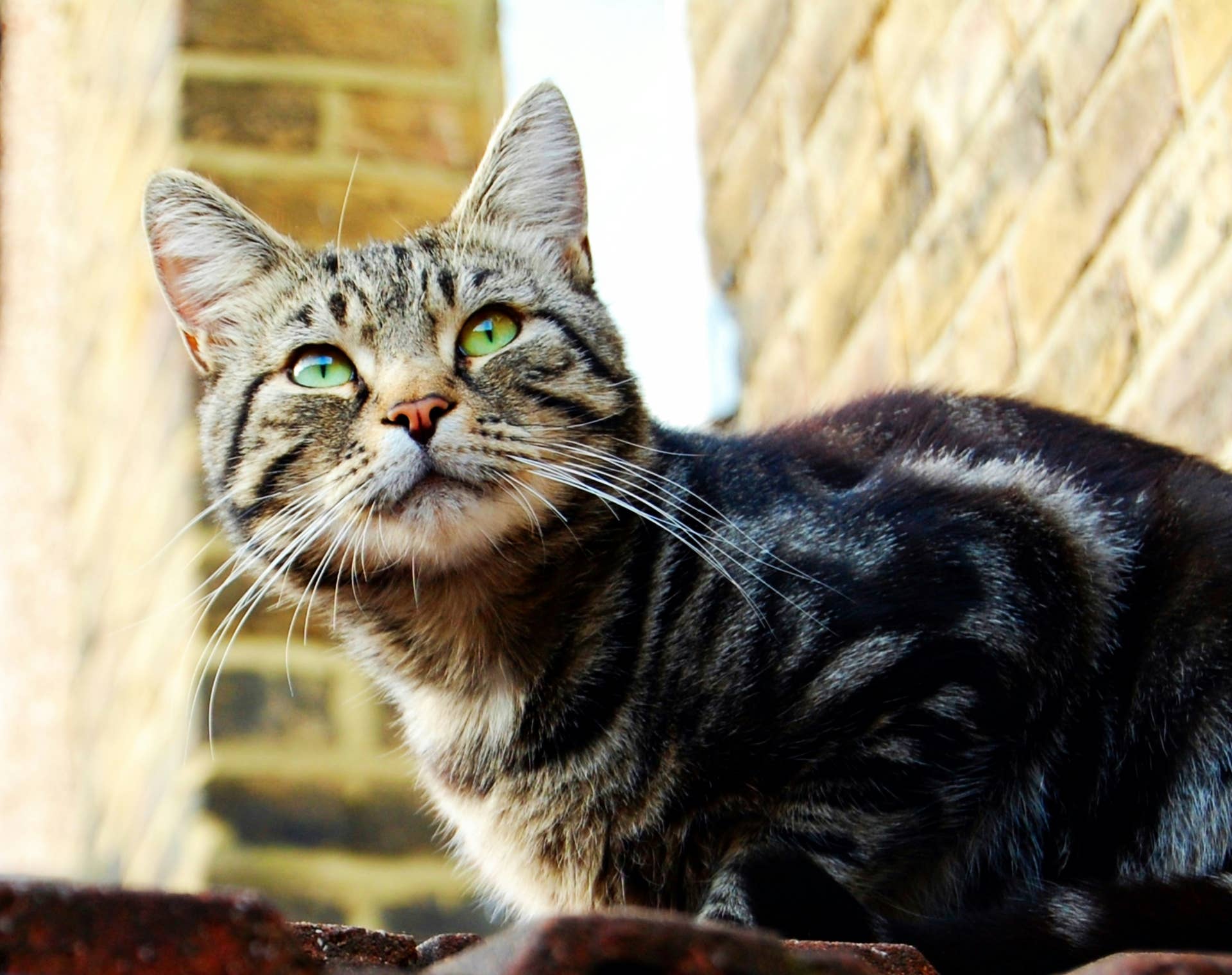 Whisker Just Removed a Major Barrier to Cat Adoption Nationwide ...