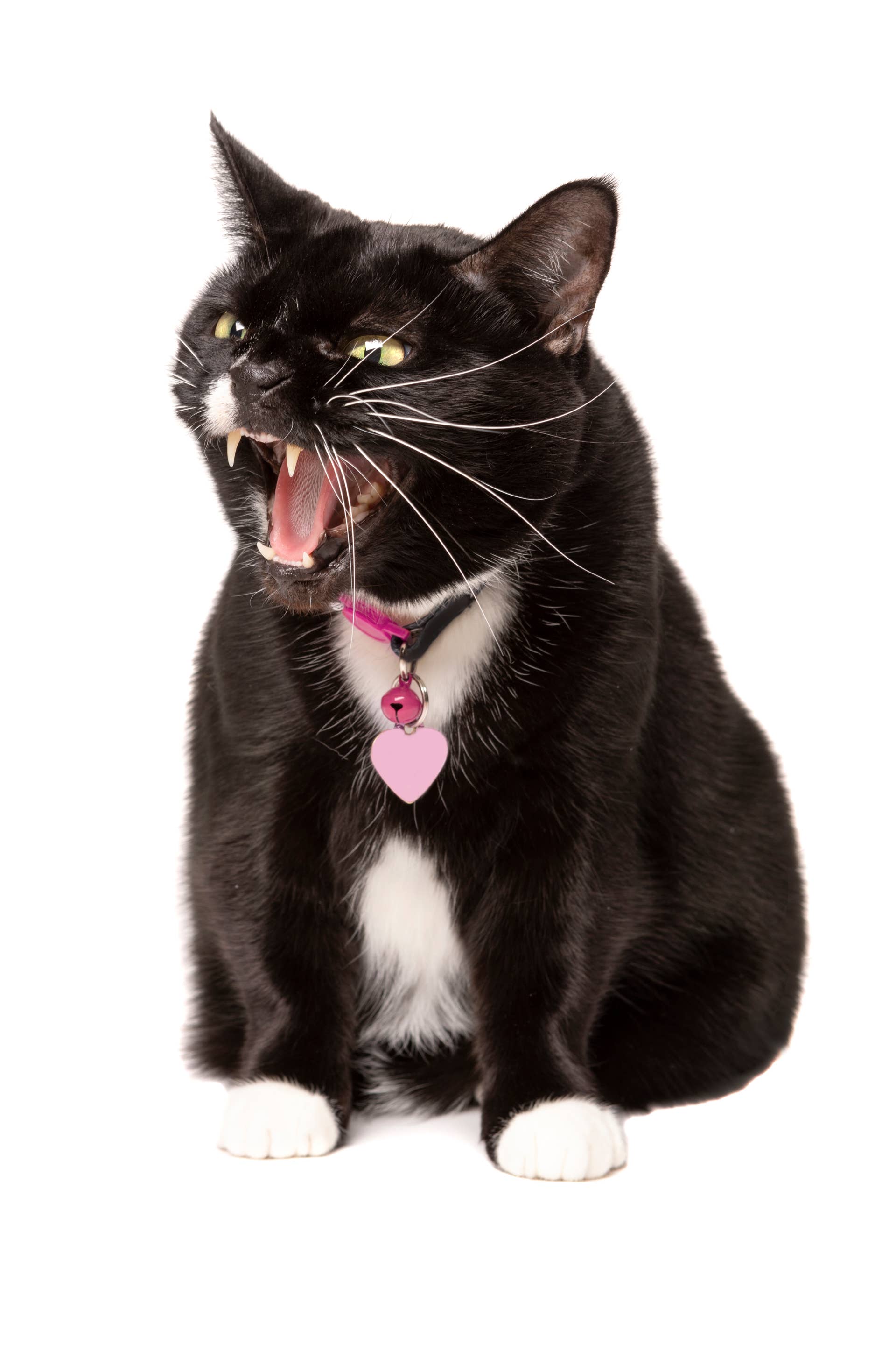 This Tuxedo Cat Saw a Cat Statue and Immediately Chose To Make It ...