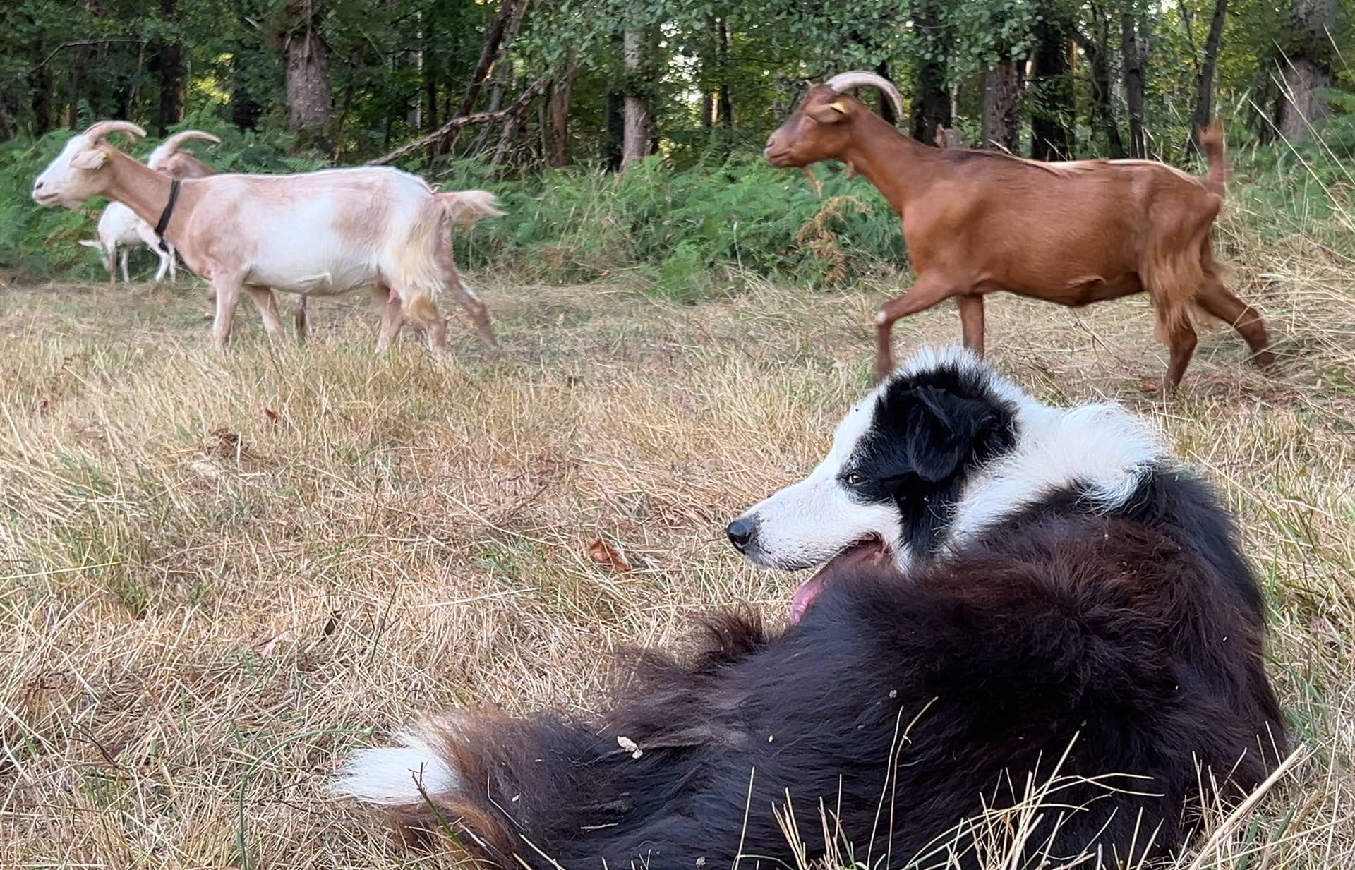 A Cat Just Out-Herded a Border Collie, and the Border Collie's Entire ...