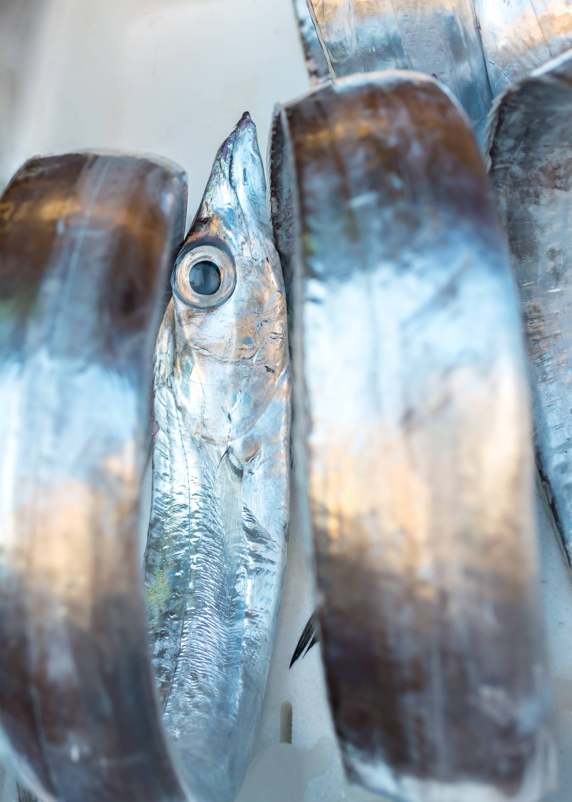 Man Catches a Rare Frostfish, and It Looks Like It's Made Entirely of ...