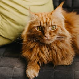 24-Year-Old Shelter Cat Loses Home He's Had Since Kittenhood, and It's ...