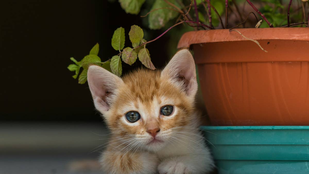 Precious Orange Kitten Basking in His Garden Is Melting Hearts - Parade ...