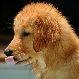 Golden Retriever Ignores Mom After Being Forced Out of Pool - Parade Pets