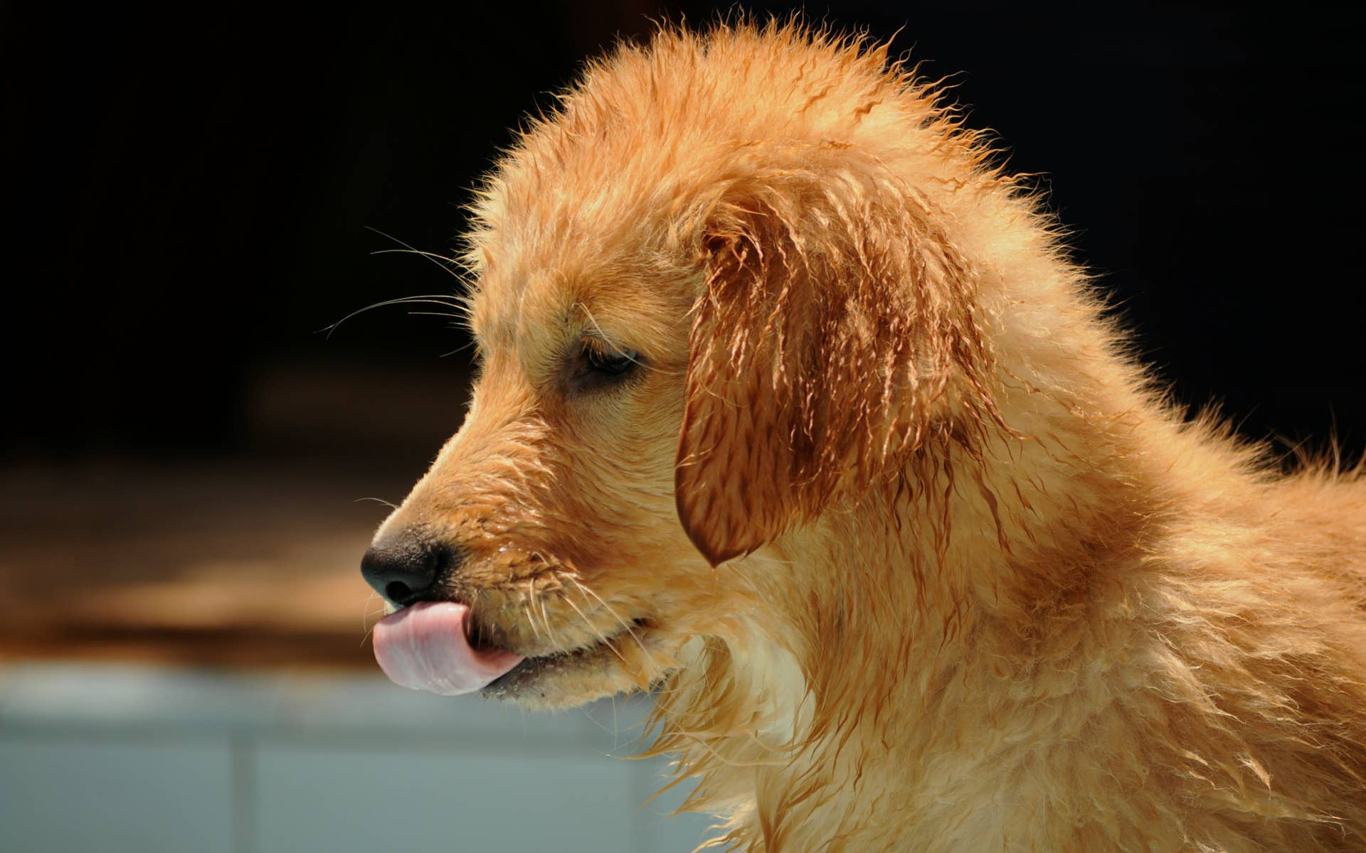 Golden Retriever Puppy Has a Blast at the Beach (Much to His Dad's ...