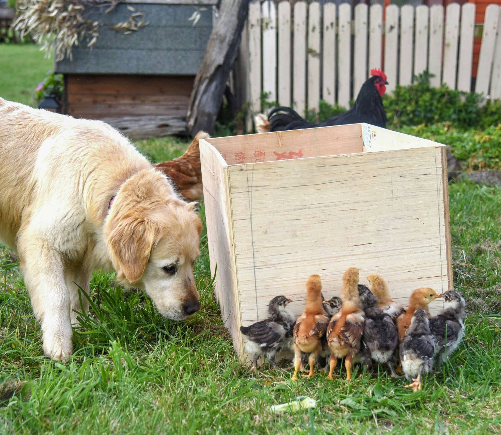 Golden Retriever Adopted Baby Chicks — and They've Turned Him Into ...