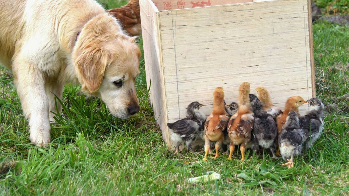Golden Retriever Adopted Baby Chicks — and They've Turned Him Into ...