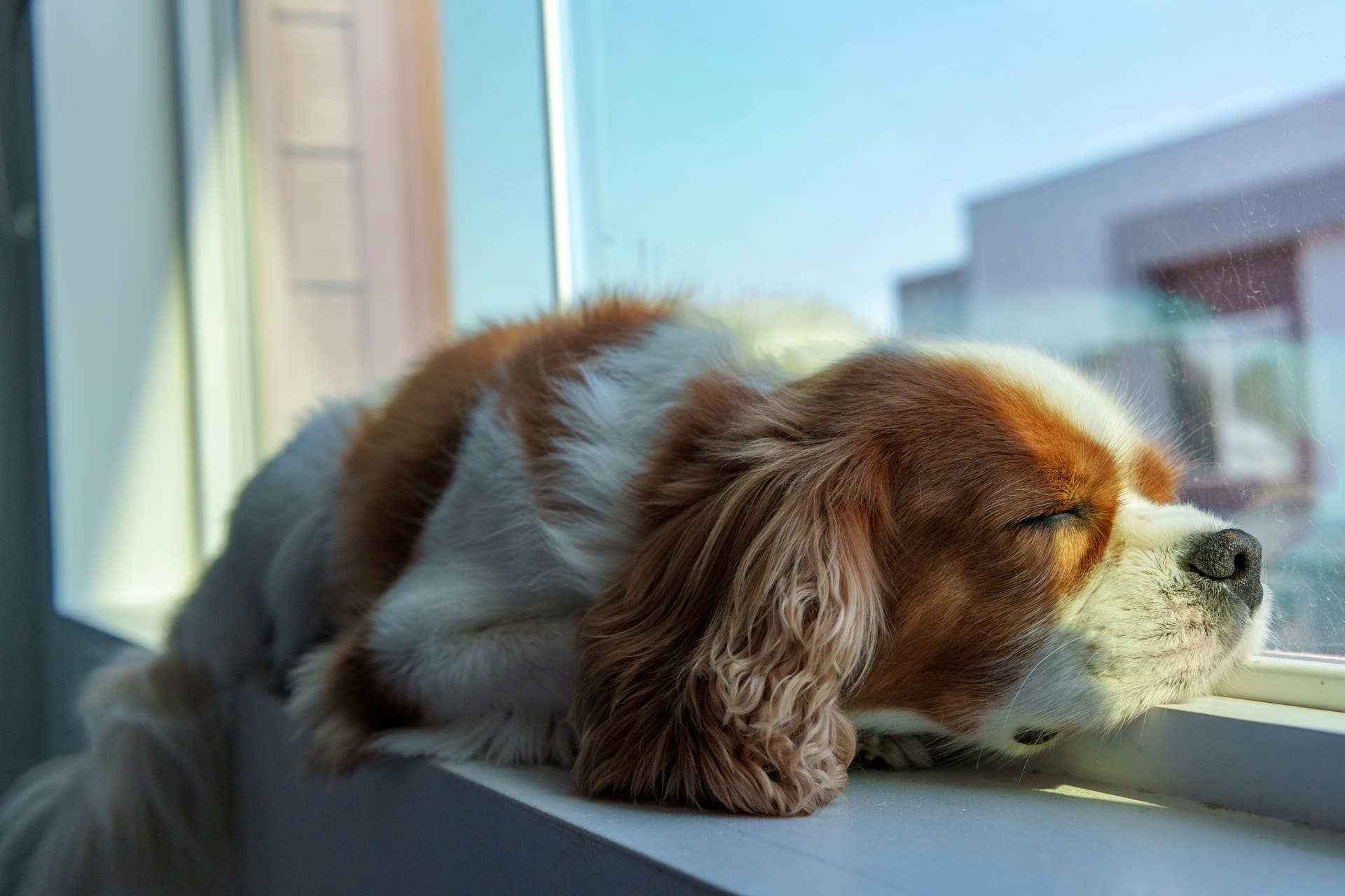 Cavalier King Charles Spaniel - Parade Pets