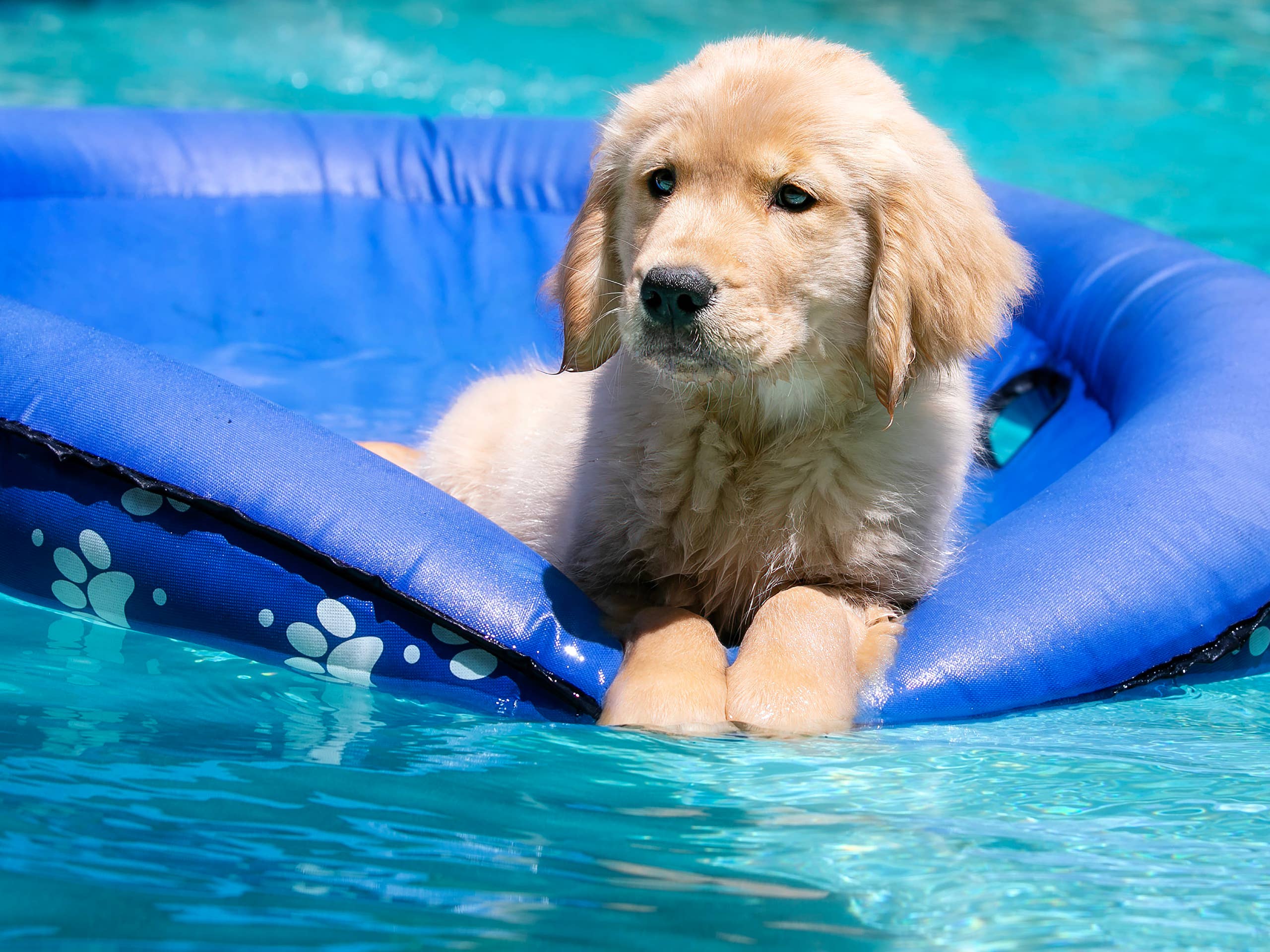 Golden Retriever Ignores Mom After Being Forced Out of Pool - Parade Pets