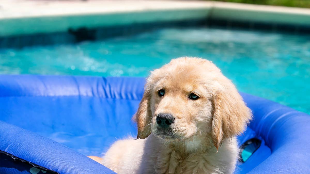 Golden Retriever Ignores Mom After Being Forced Out of Pool - Parade Pets