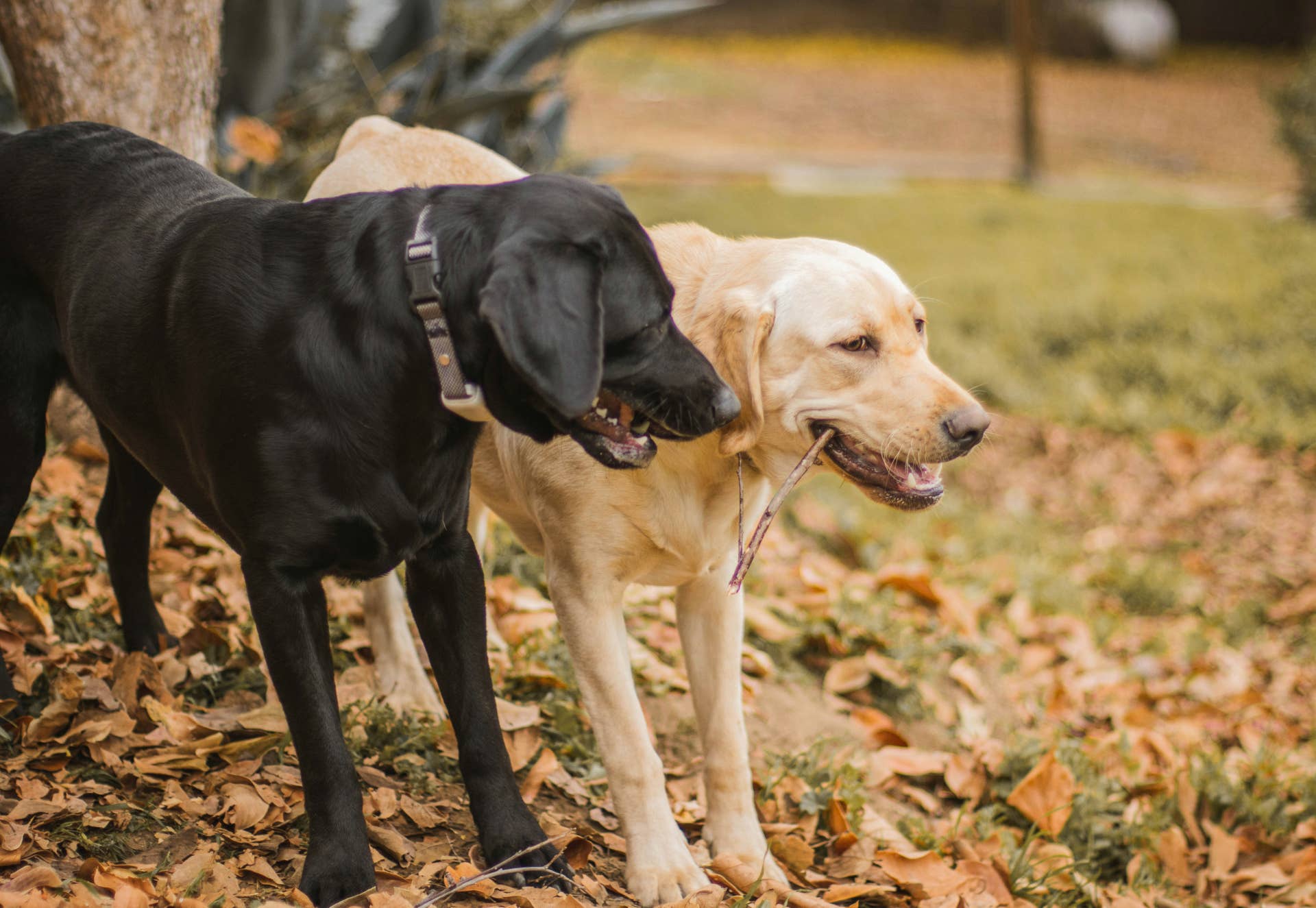 2 Shelter Dogs Become BFFs and 'Wait Together' for Someone to Choose ...