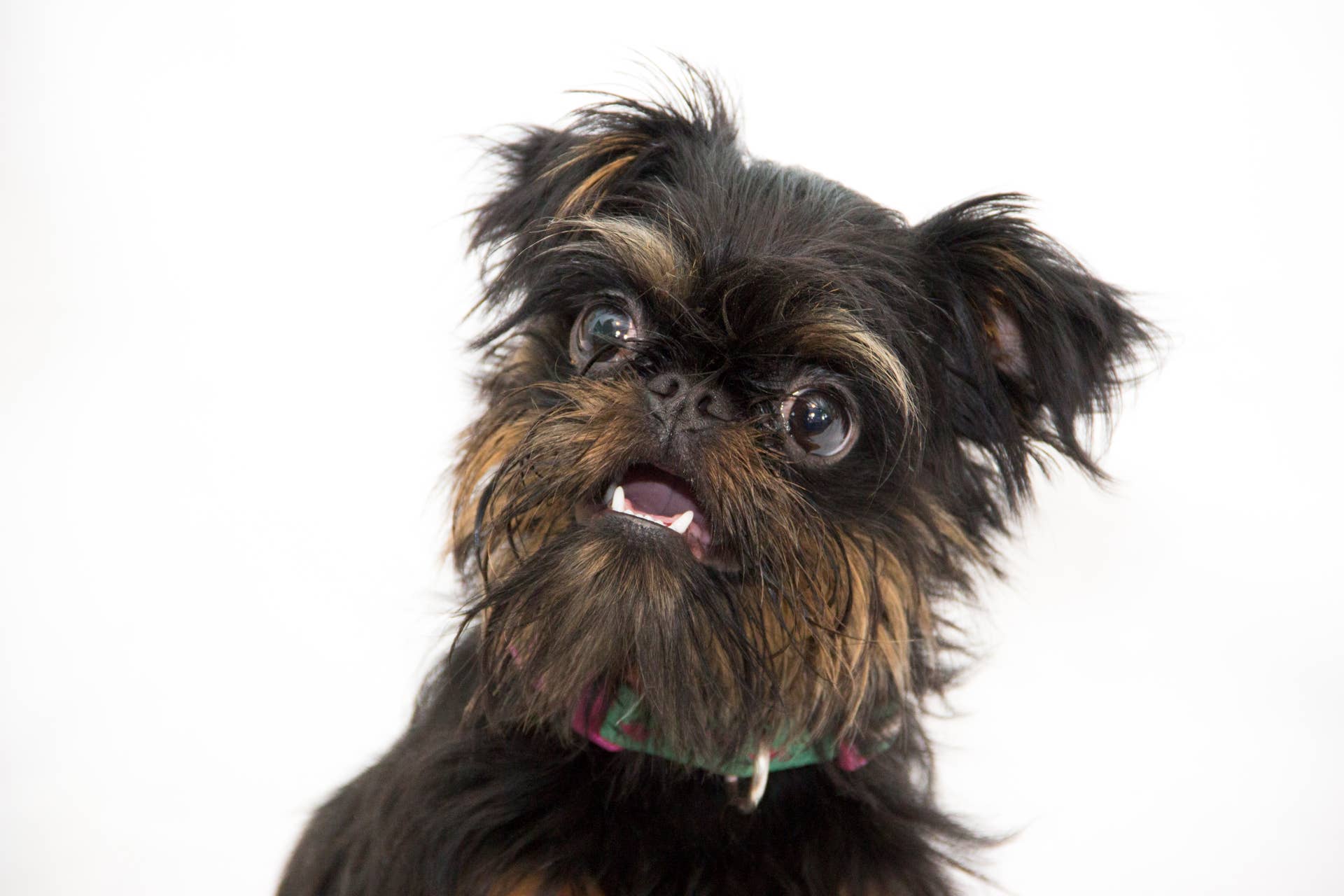 Tiny Brussels Griffon Who Looks Like a Labubu Winds Up Like a Toy ...
