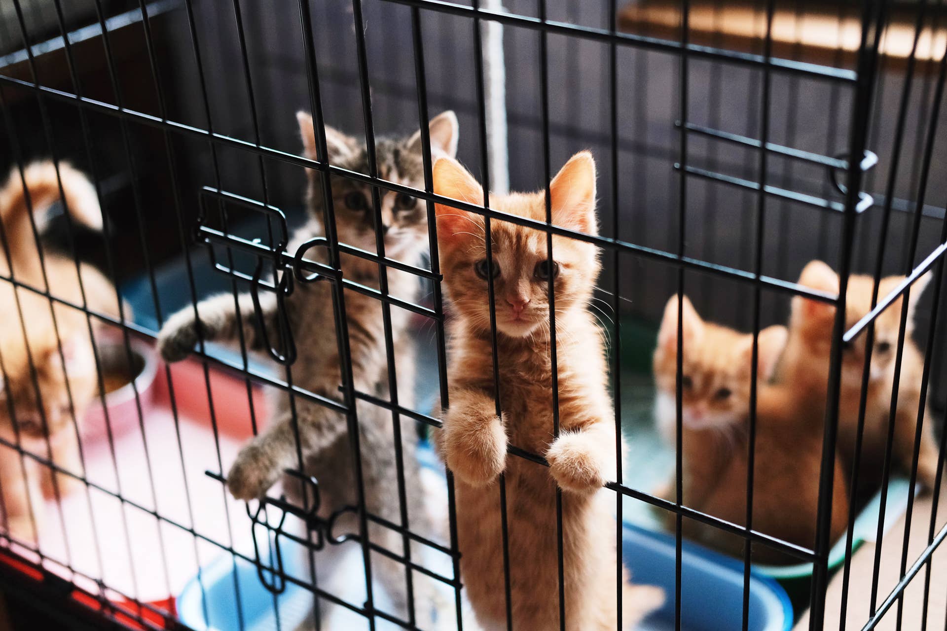 Stray Mama Cat Brings Her Kittens to the One Place She Trusts - Parade Pets