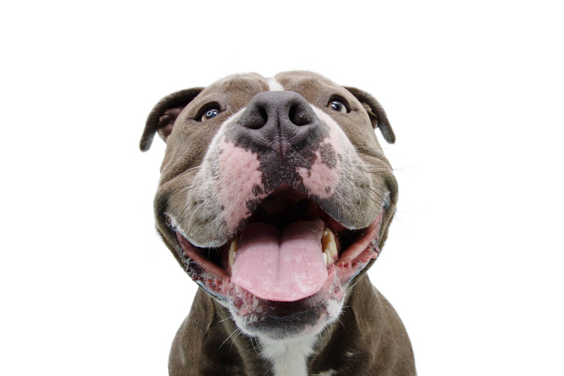 American Bully Takes the 'Most Gentle' Bite of Food We've Ever Seen ...